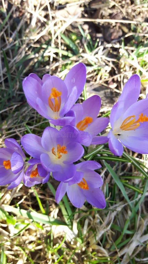 Crocus stock image. Image of crocus, march, purple, spring - 89082541