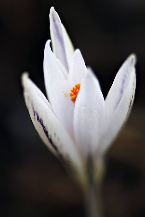 Crocus reticulatus stock image. Image of color, flower - 24025707