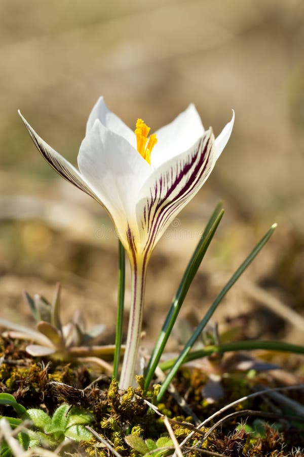 Crocus reticulatus stock photo. Image of crocus, reticulates - 22276456