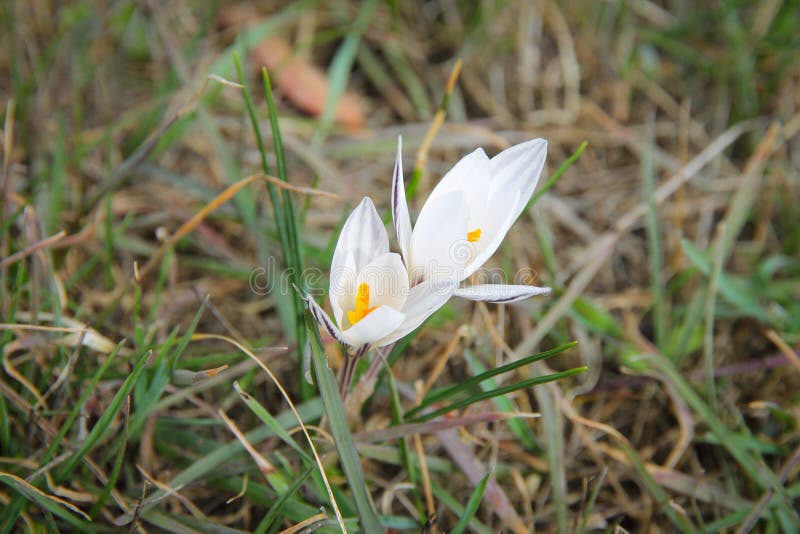 Crocus reticulatus stock image. Image of flower, bloom - 24025707