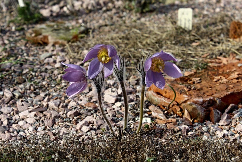 Crocus stock image. Image of awakening, stone, saffron - 74770893