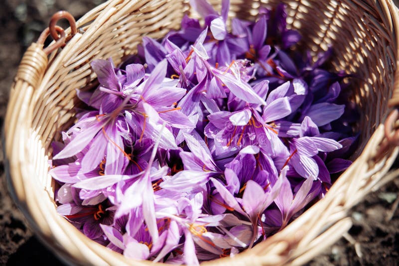 Crocus Sativus. Basket with Saffron Flowers in a Field at Harvest Time ...
