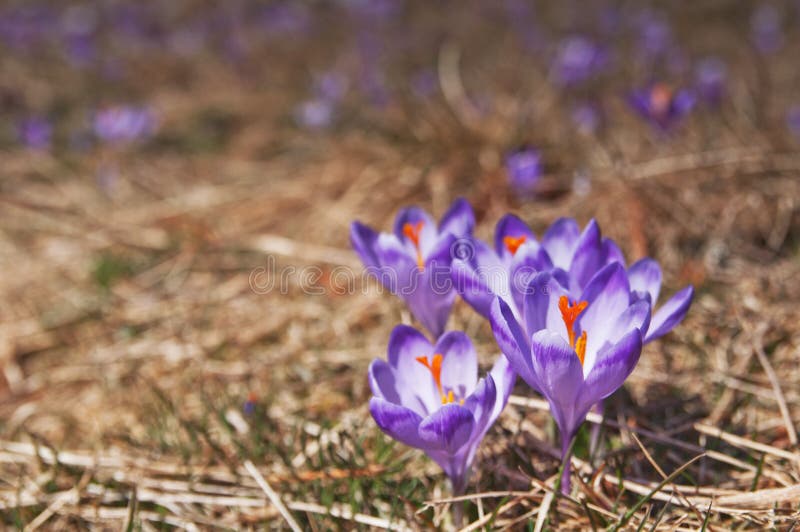 Crocus Sauvages Fleurissant Sur La Prairie Dans Les Montagnes Image ...