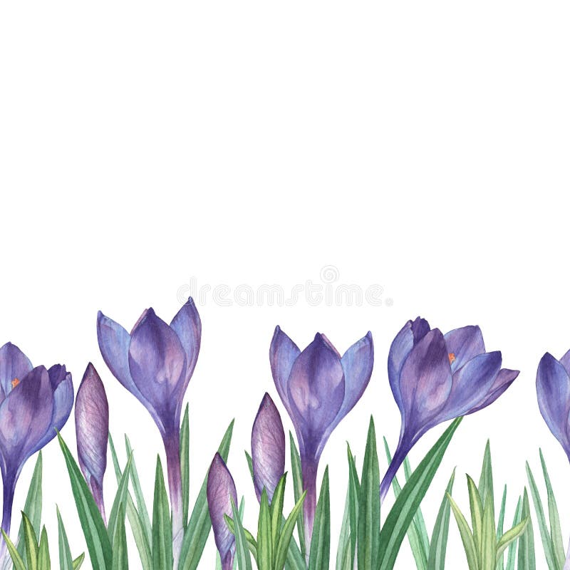 Crocus Border Stock Illustrations – 1,140 Crocus Border Stock ...