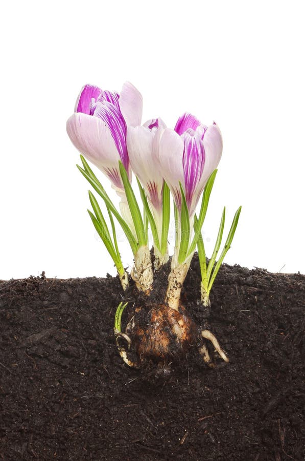 Crocus stock photo. Image of spring, white, crocus, petal - 39019246