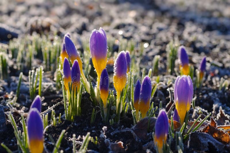 The Crocus sieberi Firefly stock image. Image of purple - 265095543