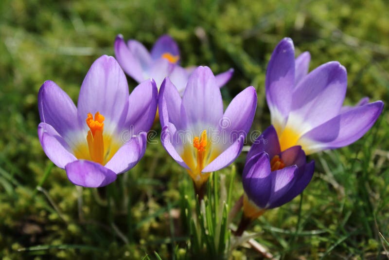 Crocus sieberii tricolor stock photo. Image of garden - 110971100