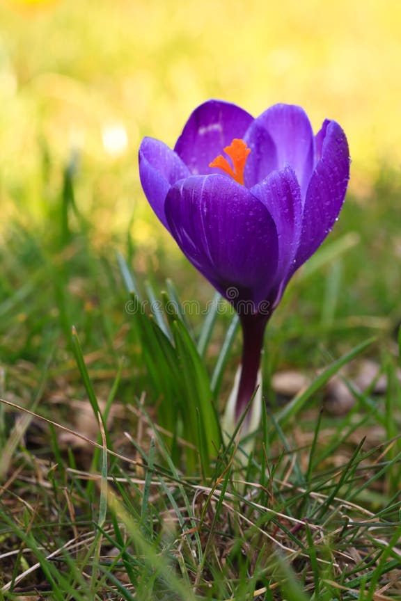 Crocus sign of spring stock photo. Image of bloom, pretty - 19182392