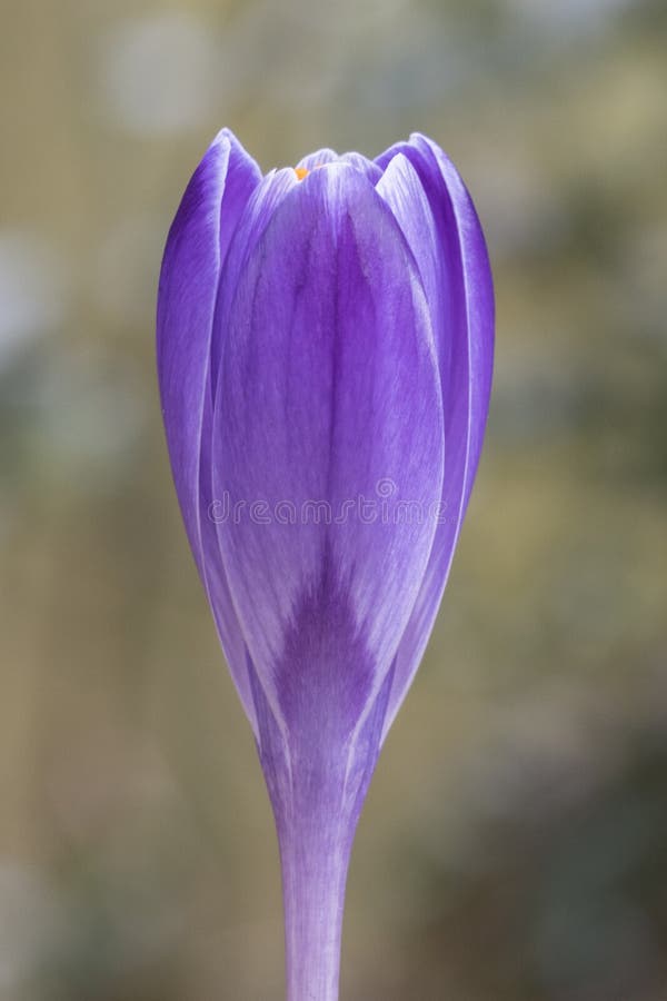 Crocus stock image. Image of mauve, spring, flower, springtime - 97013293