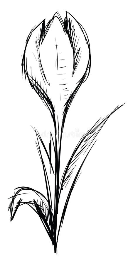 Crocus, Sketch Illustration Isolated. Realistic Hand Drawing of Spring ...