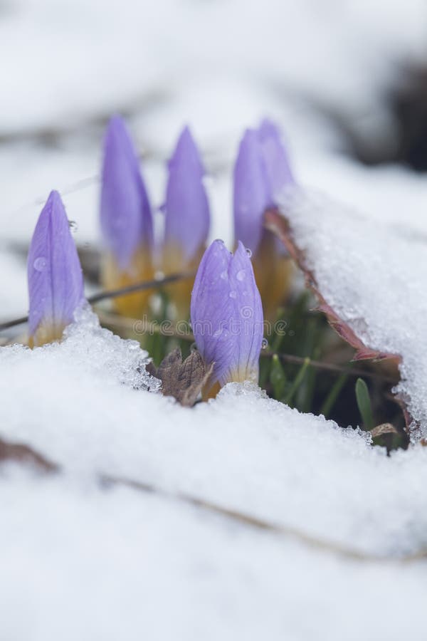 Crocus in the Snow-covered Garden Stock Photo - Image of flowers ...