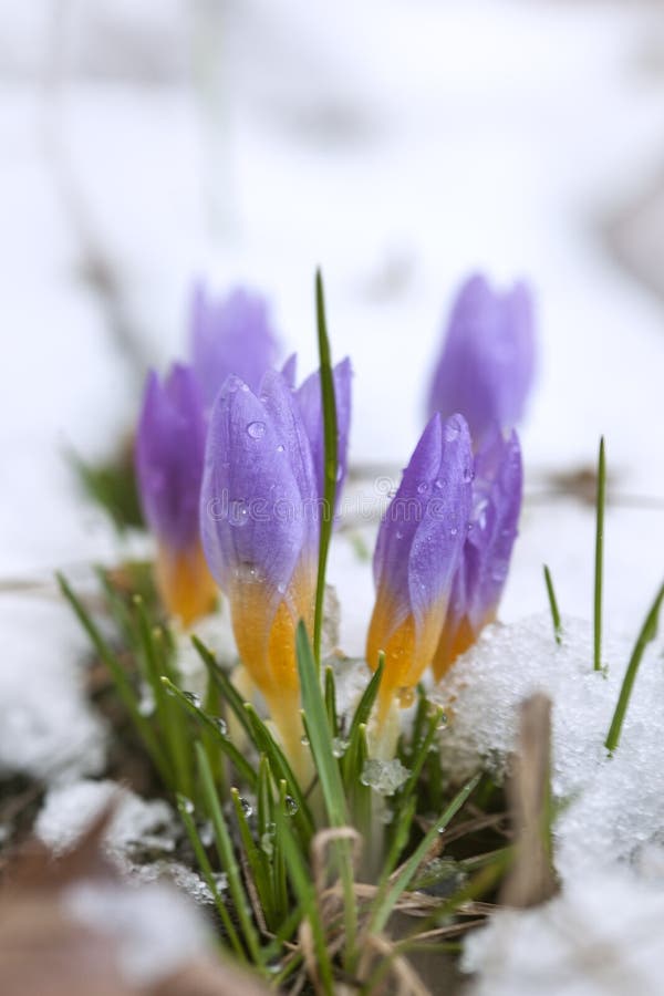 Crocus in the Snow (spring) Stock Photo - Image of glazed, bloom: 1294868