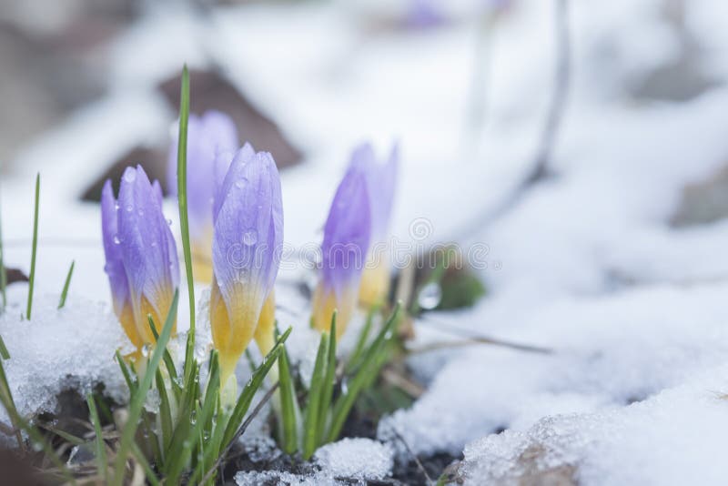 Crocus in the Snow-covered Garden Stock Photo - Image of growth, cold ...
