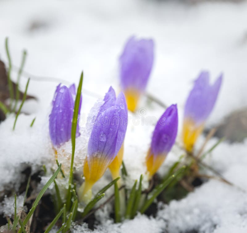 Crocus in the Snow (spring) Stock Photo - Image of glazed, bloom: 1294868