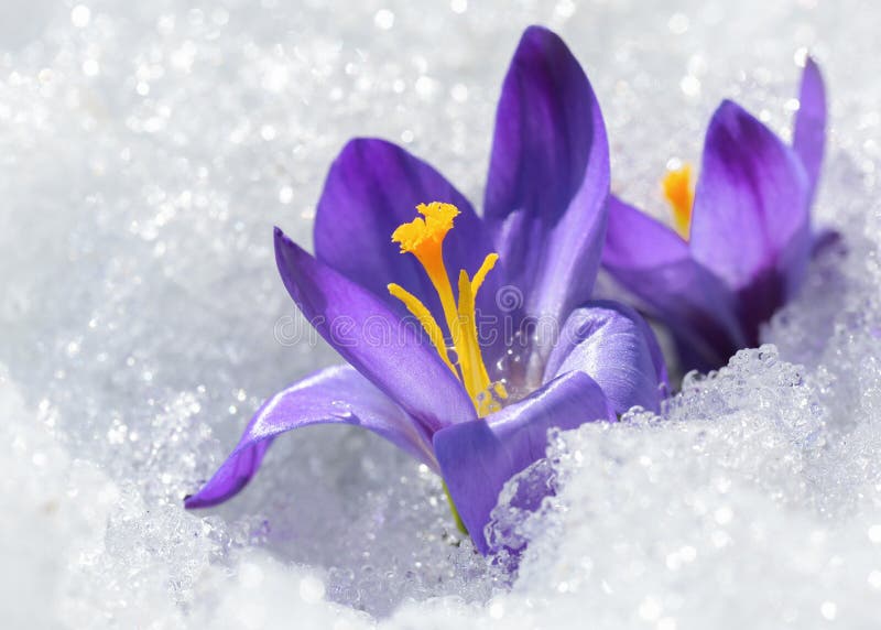 Crocus in the Snow (spring) Stock Photo - Image of glazed, bloom: 1294868