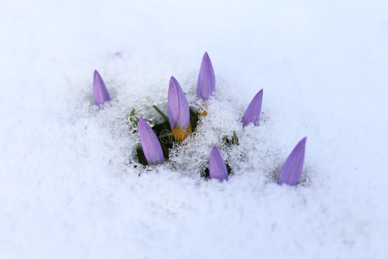 Crocus in the snow stock photo. Image of early, season - 134505110