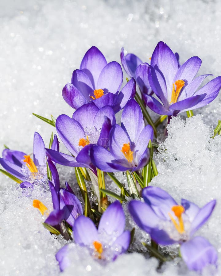 Crocus in the snow stock image. Image of snow, snowfall - 211758045