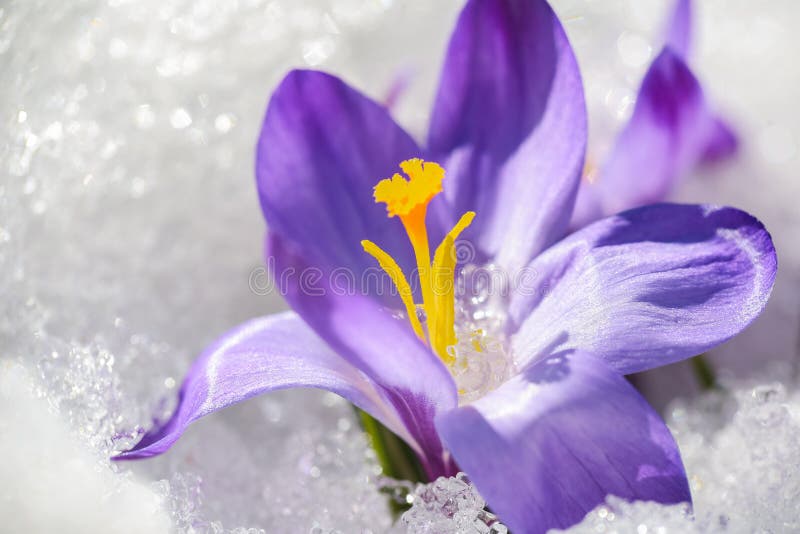 Crocus in the snow stock photo. Image of plant, weather - 211758154