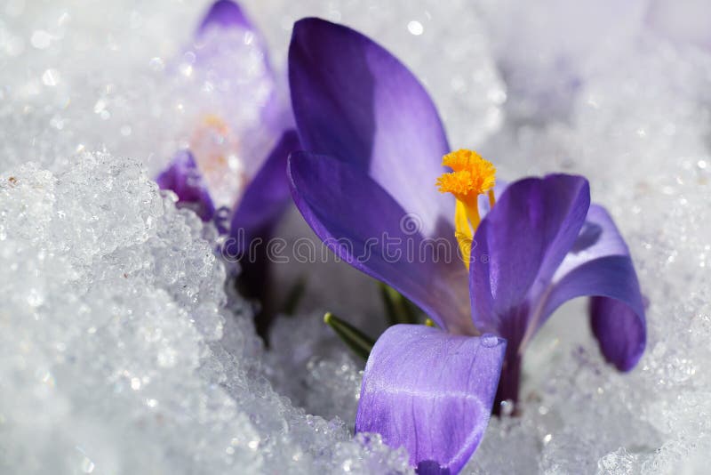 Crocus in the snow stock image. Image of covered, herb - 211758251