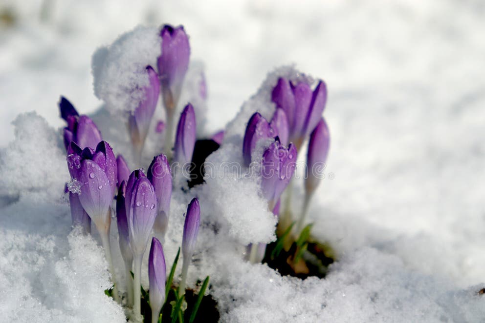 Crocus in the Snow (spring) Stock Photo - Image of glazed, bloom: 1294868