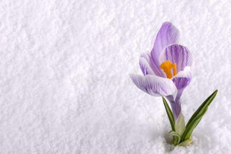 Crocus in snow stock photo. Image of bunch, white, fresh - 29859682