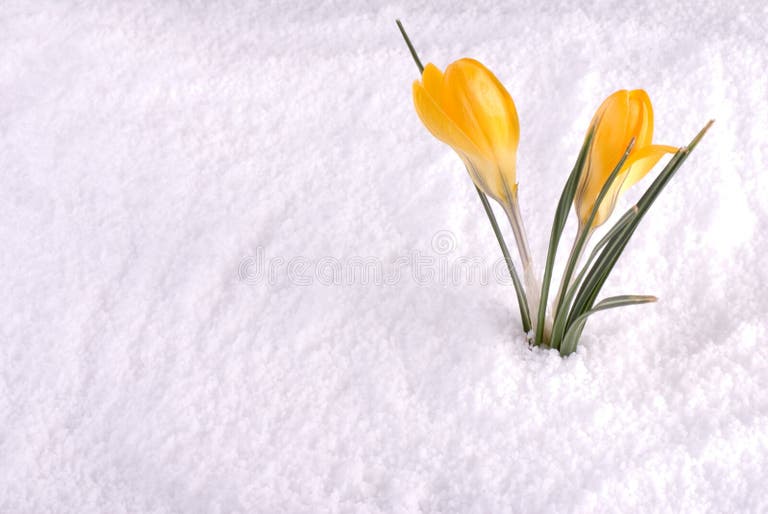 Crocus in Snow Yellow stock image. Image of outdoors - 24273689
