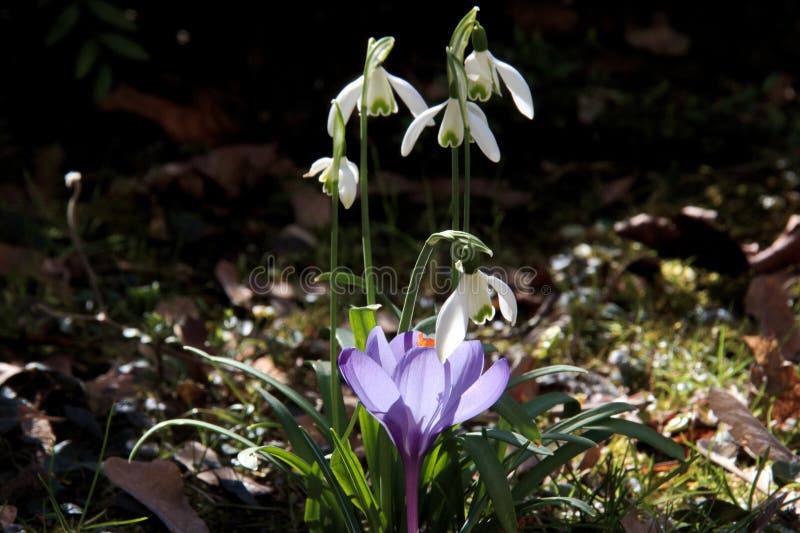 Crocus and Snowdrop Flowers in Spring in a Small Park Stock Image ...