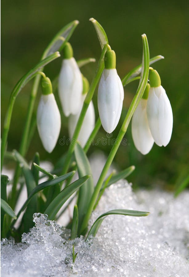 Crocus-snowdrops stock photo. Image of crocus, macro, fresh - 8585824