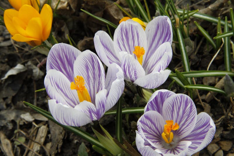 Crocus1 stock image. Image of brownlee, grasslands, native - 1074615