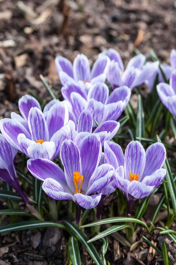 Crocus in spring stock image. Image of vegetation, flowers - 51449357