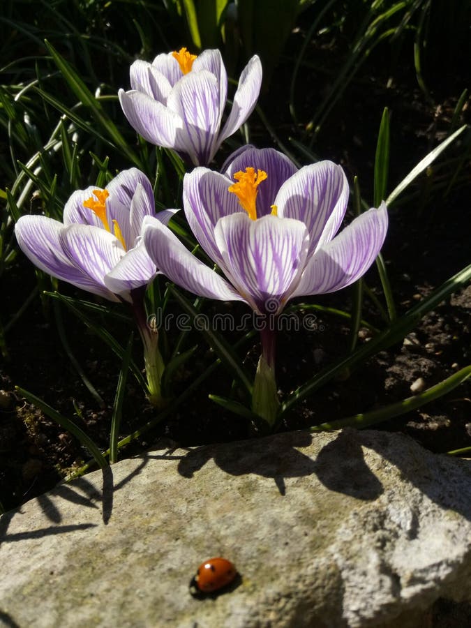 Crocus. Spring Crocus on Sunlight Art Light. Unique Color of Spring ...