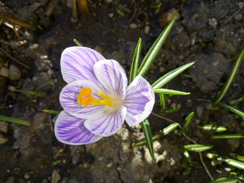 Crocus. Spring Crocus on Sunlight Art Light. Unique Color of Spring ...