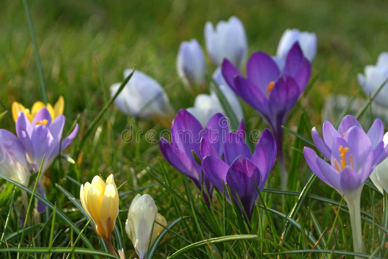 Crocus in spring stock image. Image of grass, spring - 69846877