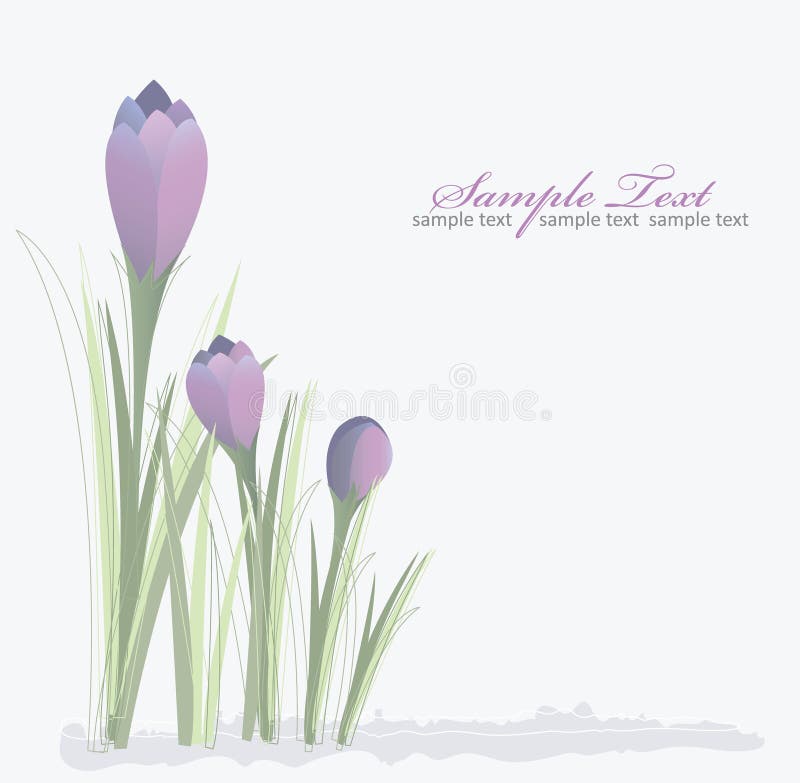 Crocus Stock Illustrations – 21,076 Crocus Stock Illustrations, Vectors ...
