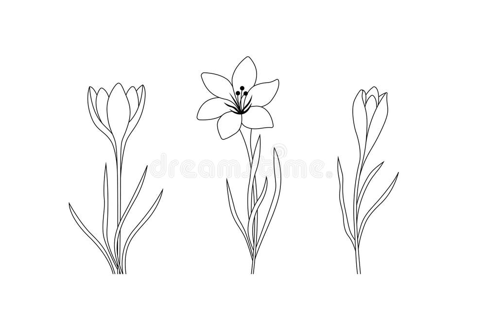 Crocus Spring Flower Black Line Elements, Set of Hand Drawn Crocuses ...
