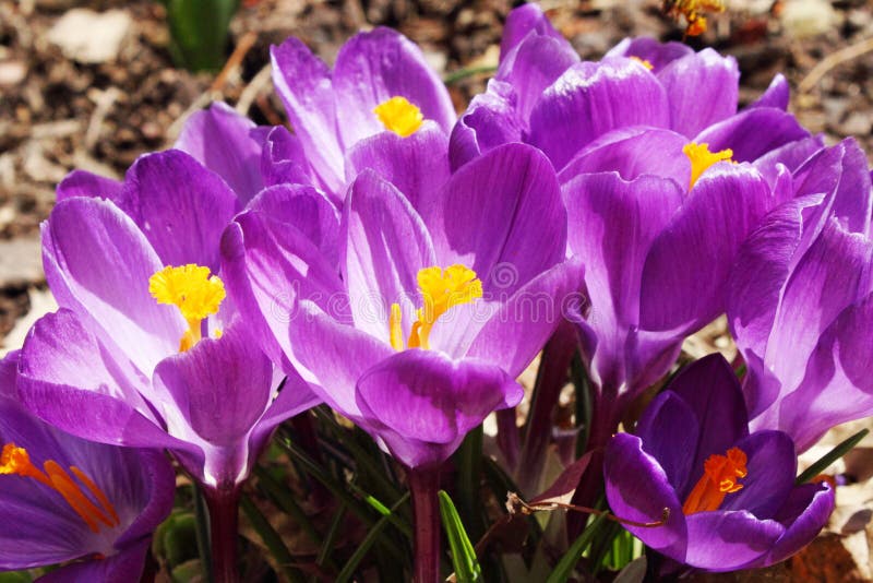 Crocus Spring Flower Closeup Stock Image - Image of grow, macro: 40029273