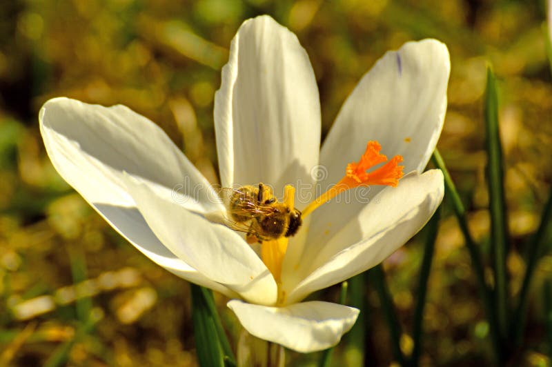 Crocus, Spring Flower in Germany Stock Image - Image of plant, seasonal ...