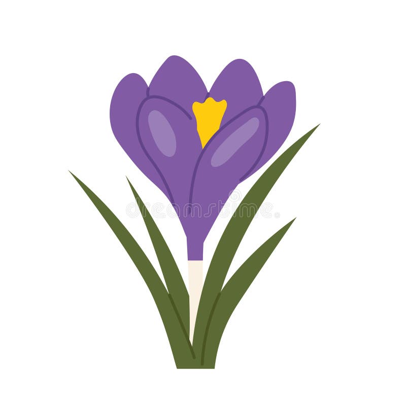 Crocus spring flower icon stock vector. Illustration of blooming ...