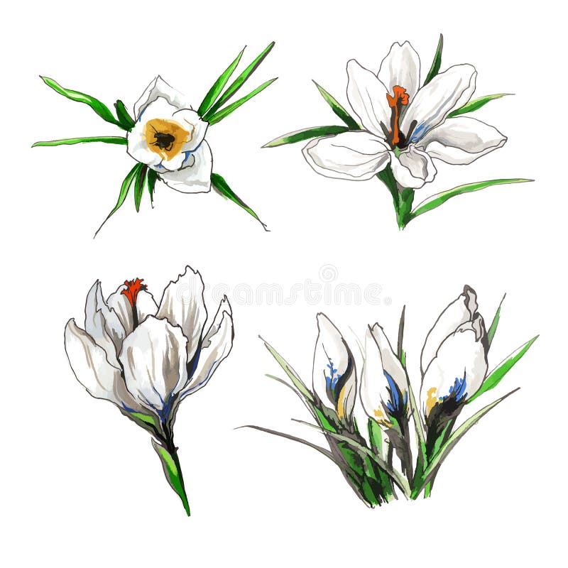 Crocus Spring Flower Illustration Set Stock Vector - Illustration of ...