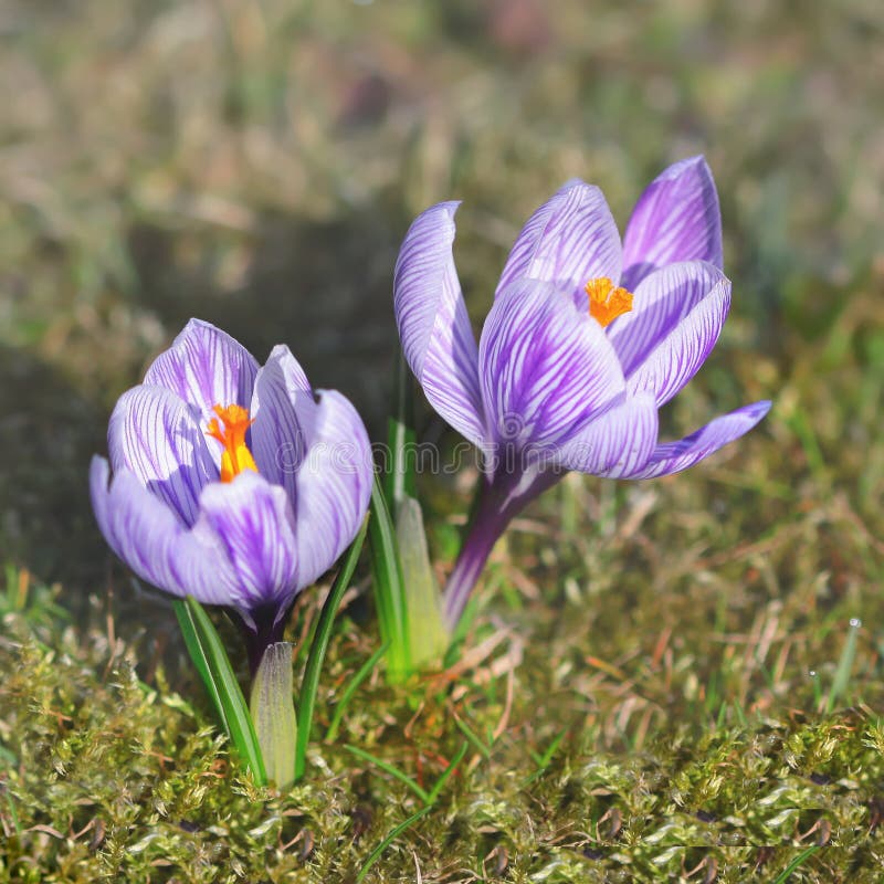 Spring Crocus Flowers, Purple Crocuses Stock Image - Image of blossom ...