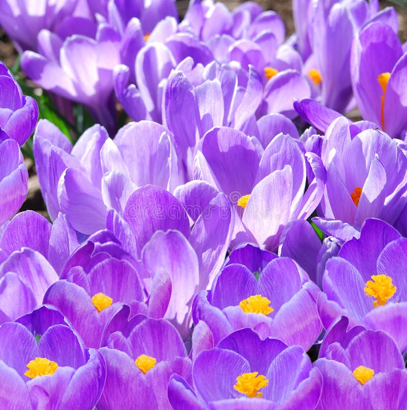 Spring Crocus Flowers stock photo. Image of spring, bloom - 13607966