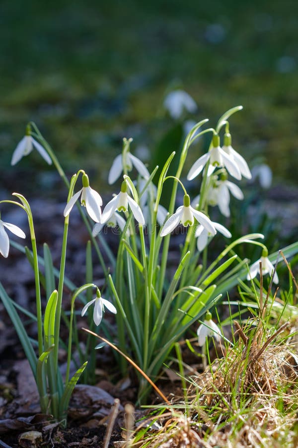 Crocus spring flowers stock photo. Image of garden, growth - 311693966