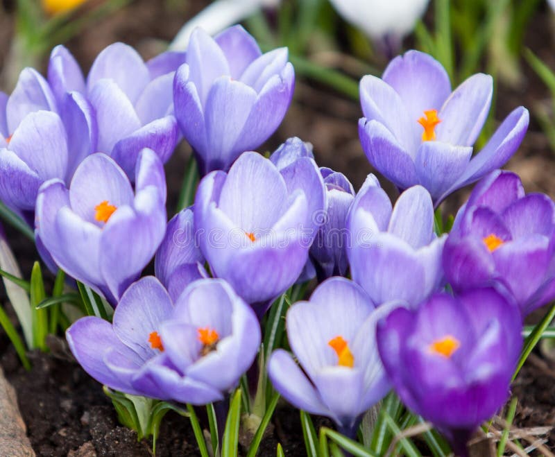 Crocus spring flowers stock image. Image of purple, outdoor - 34595813