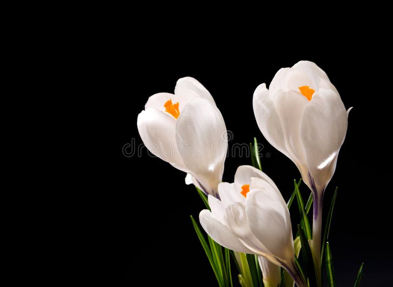 Crocus Spring Flowers stock image. Image of border, closeup - 38671339