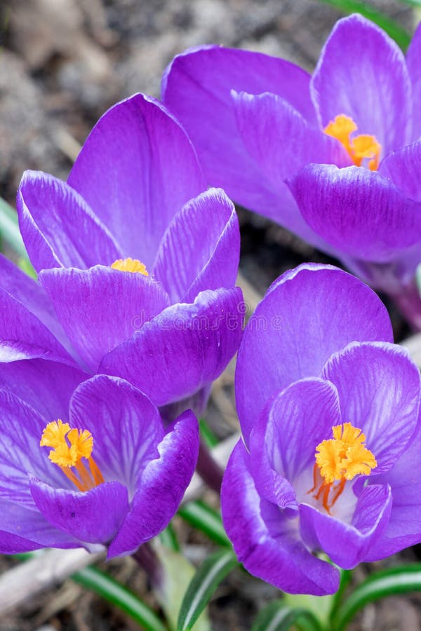 Spring Flowers. Crocus in the Early Spring. Early Spring, Crocus Vernus ...