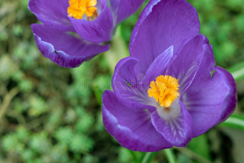 Crocus in the Early Spring. Spring Flowers. Early Spring, Crocus Vernus ...