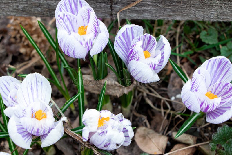 Crocus in the Early Spring. Spring Flowers. Early Spring, Crocus Vernus ...