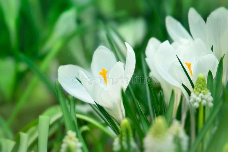 Crocus spring flowers stock image. Image of gardening - 68125835