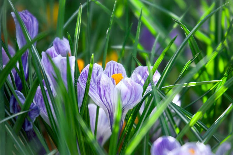 Crocus spring flowers stock image. Image of gardening - 68125835