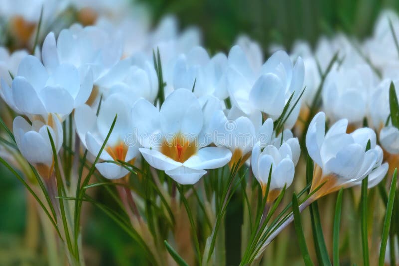 Crocus spring flowers stock image. Image of gardening - 68125835